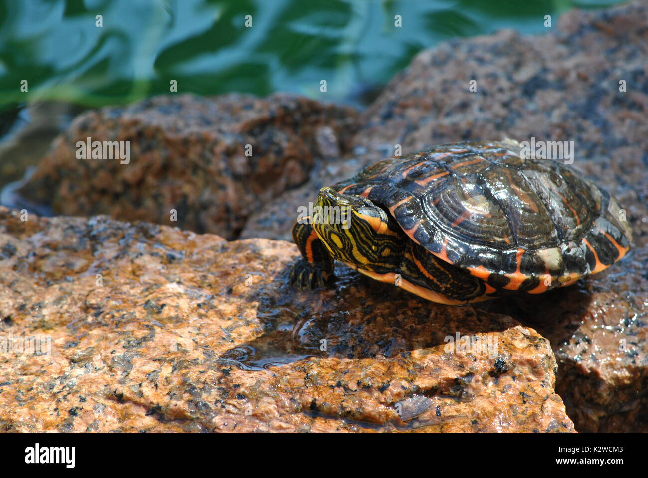 Calm turtle hi-res stock photography and images - Alamy
