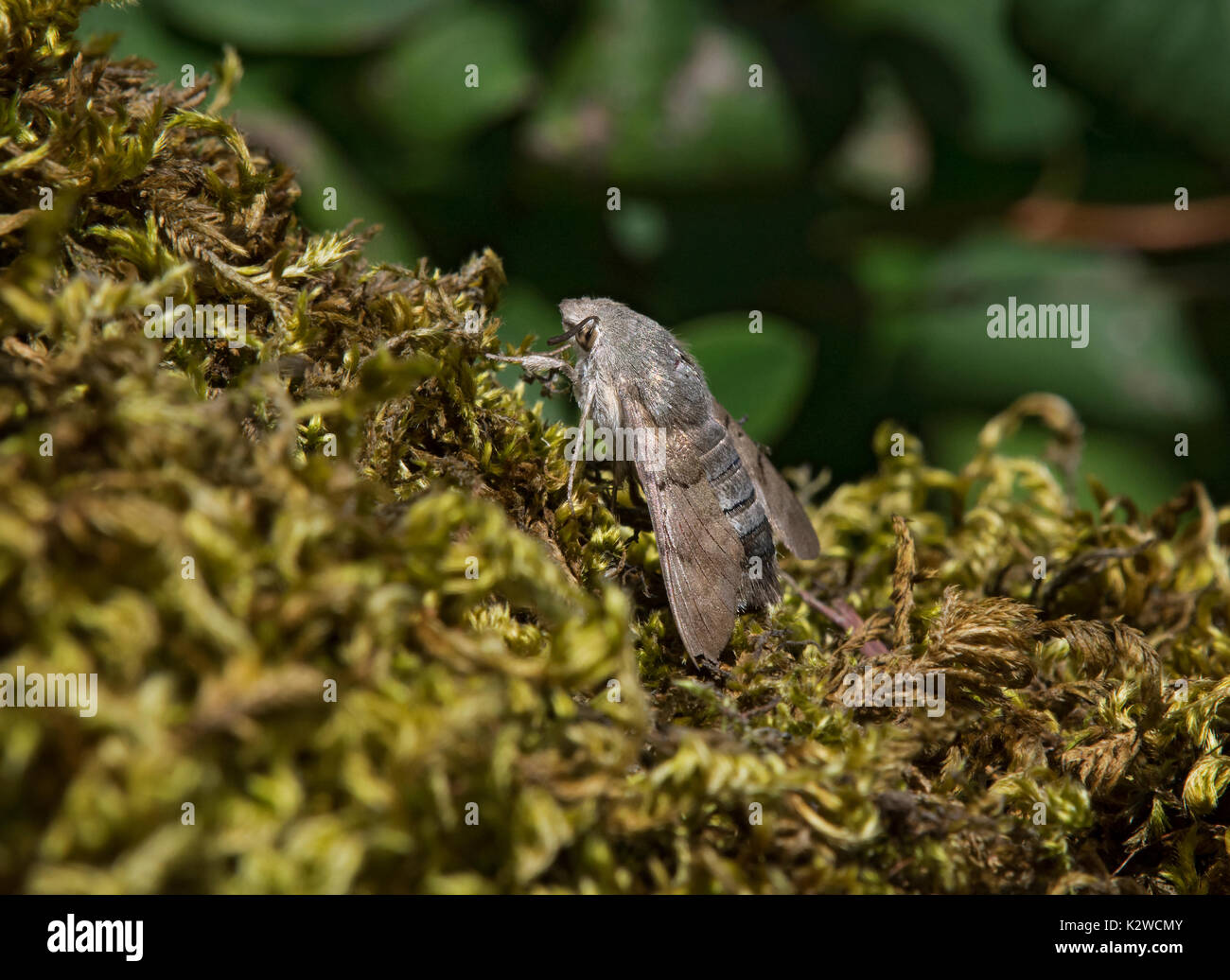 Hummingbird Hawk Moth, Macroglossum stellatarum, crawling on moss Stock ...