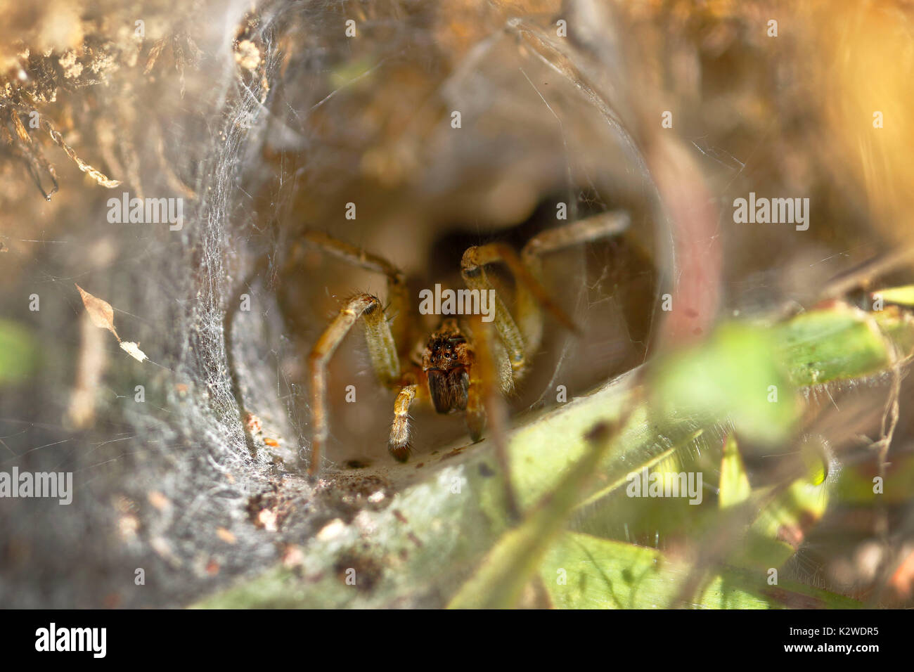 Wolf Spider (lycosidae) on spider web Stock Photo - Alamy
