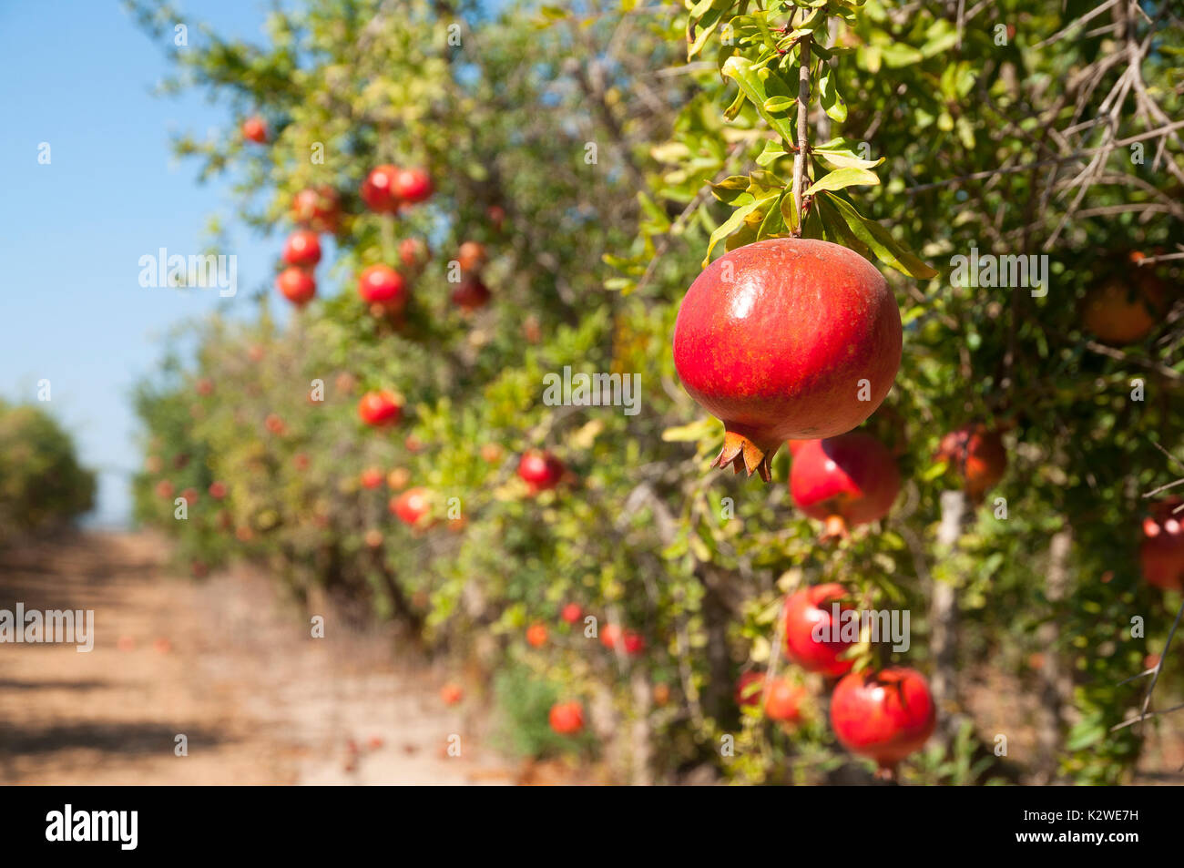 Pomegranate orchard hi-res stock photography and images - Alamy
