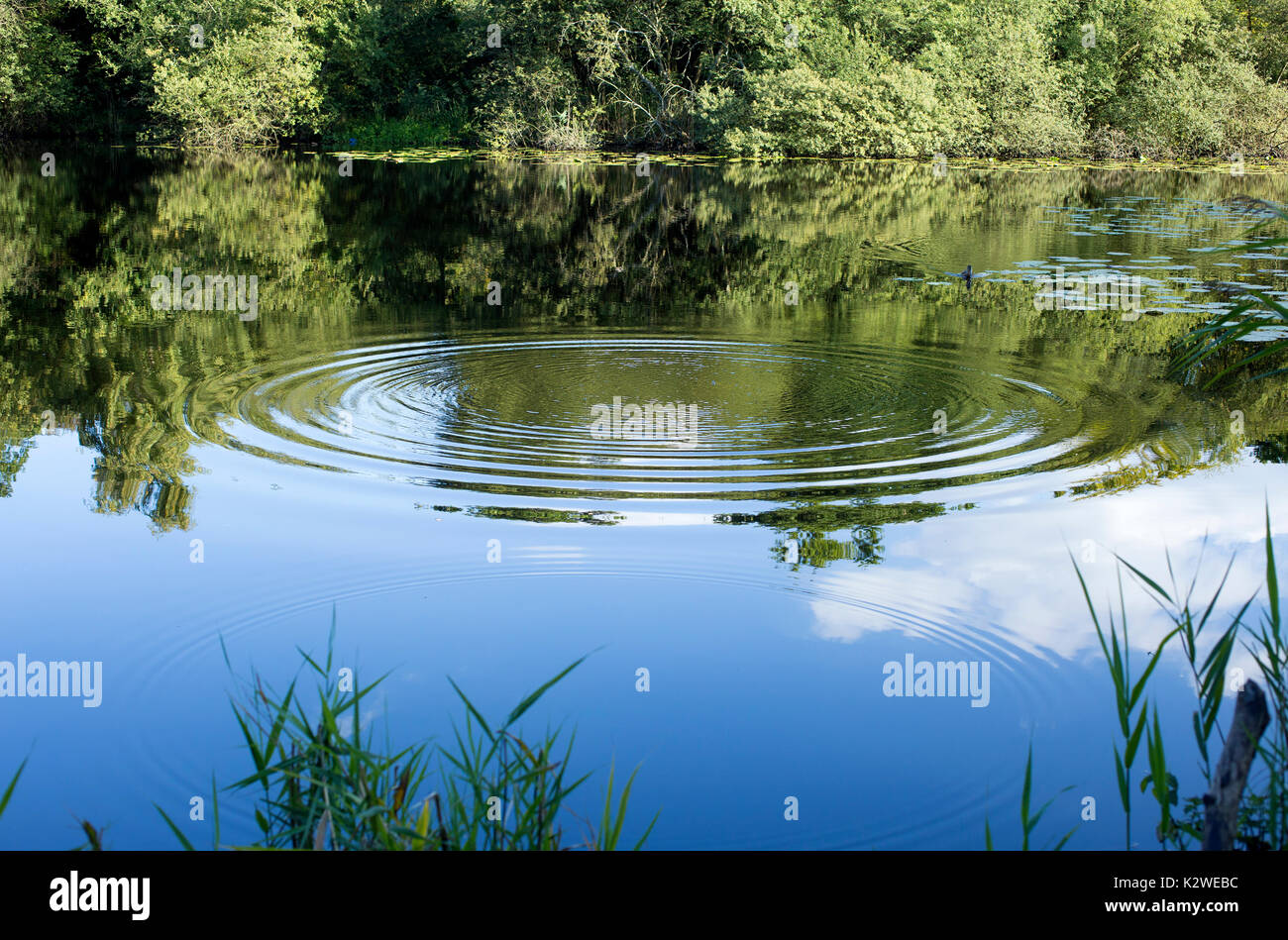 Epping Forest London Stock Photos & Epping Forest London Stock Images ...