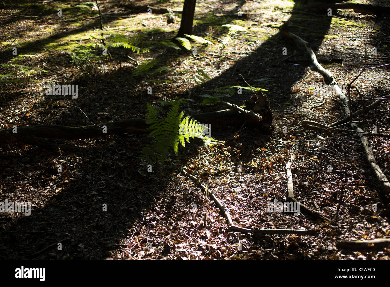 Epping Forest, London. Photo by Akira Suemori Stock Photo - Alamy