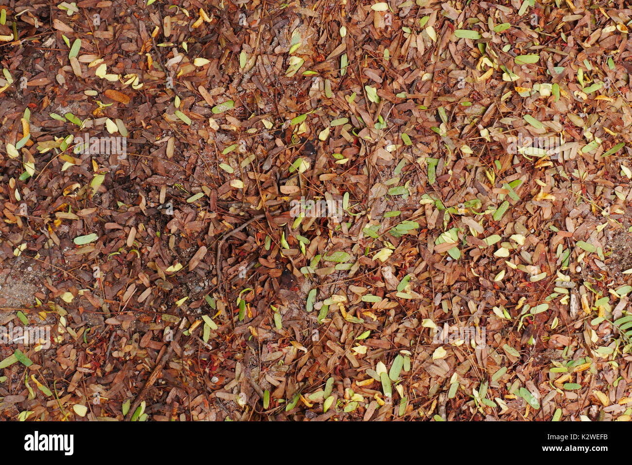 Dried tamarind leaves fall into the ground during autumn Stock Photo ...