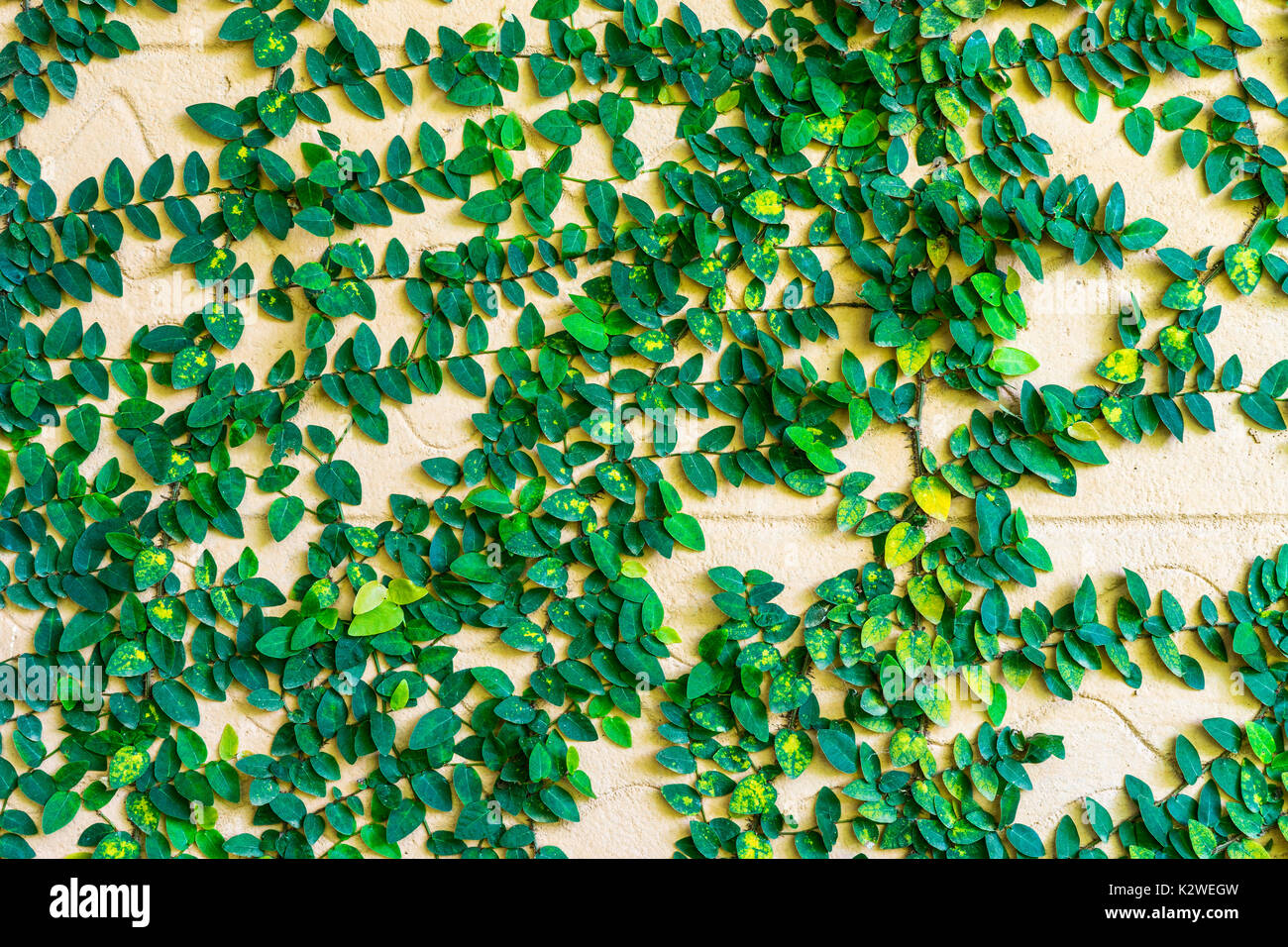 Creeper architecture park wall hi-res stock photography and images - Alamy