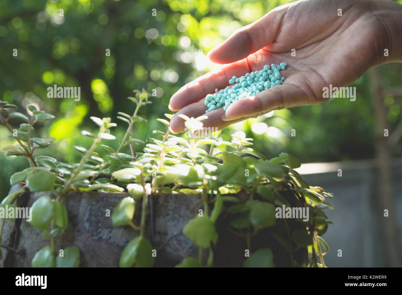 Hand apply fertilizer hi-res stock photography and images - Alamy