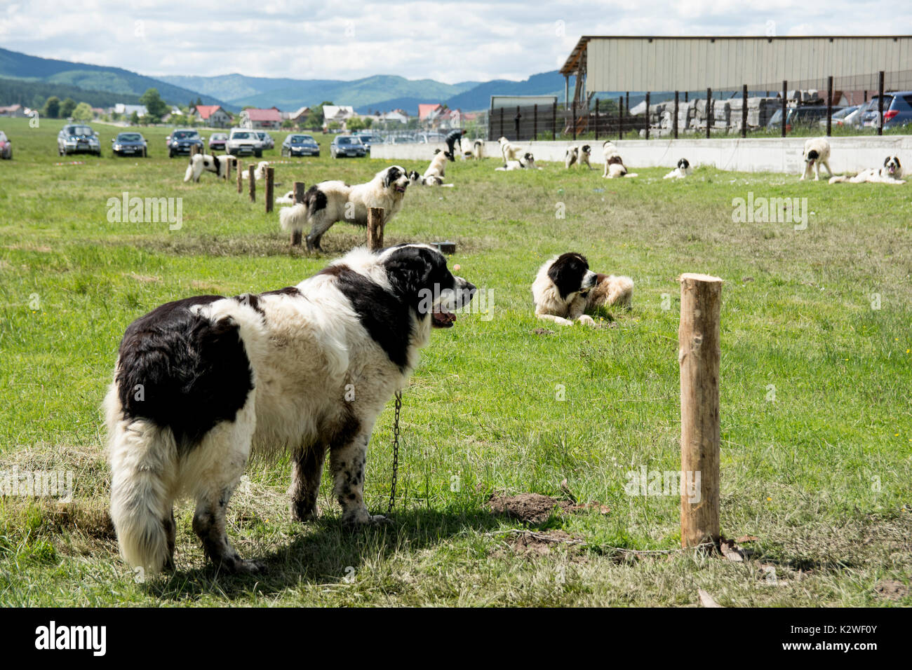 Group of dogs and cats hi-res stock photography and images - Alamy