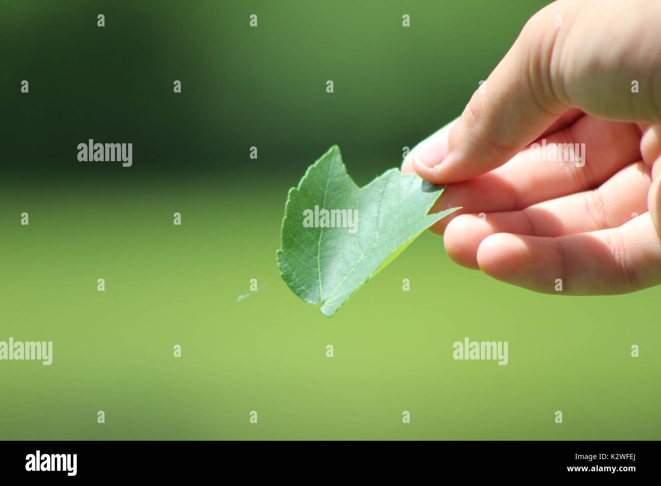 Fallen Green Leaf Stock Photo - Alamy