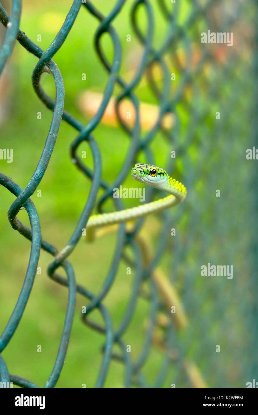Snake behind bars hi-res stock photography and images - Alamy