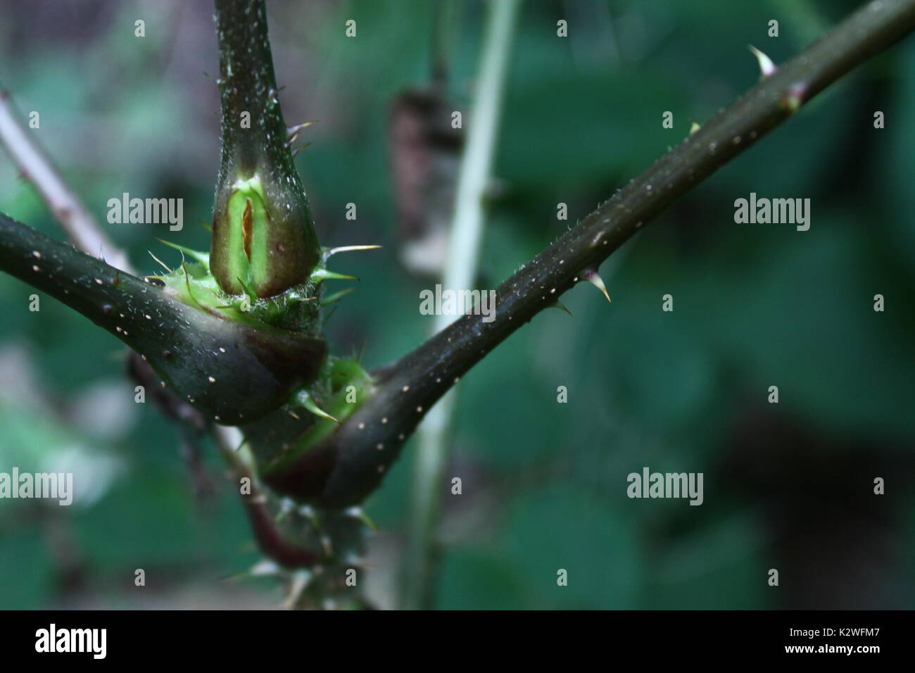 Spikey branch hi-res stock photography and images - Alamy