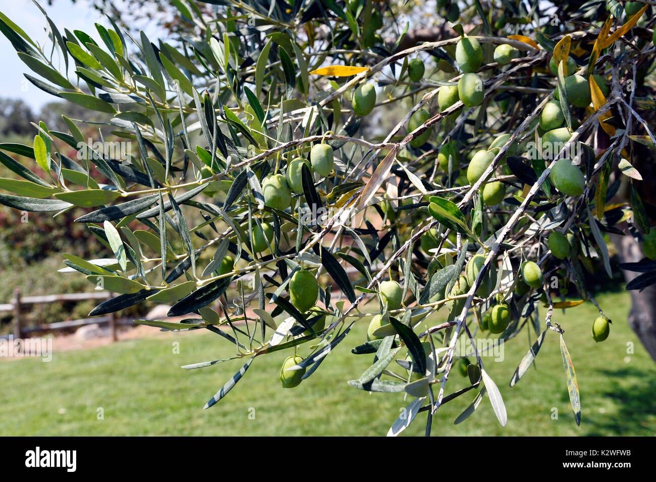 Coastline of Nea Moudania, Greece Stock Photo - Alamy