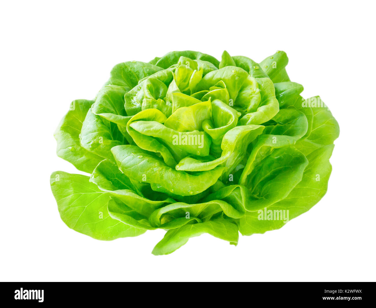 Lettuce salad rosette head with water drops side view isolated on white ...