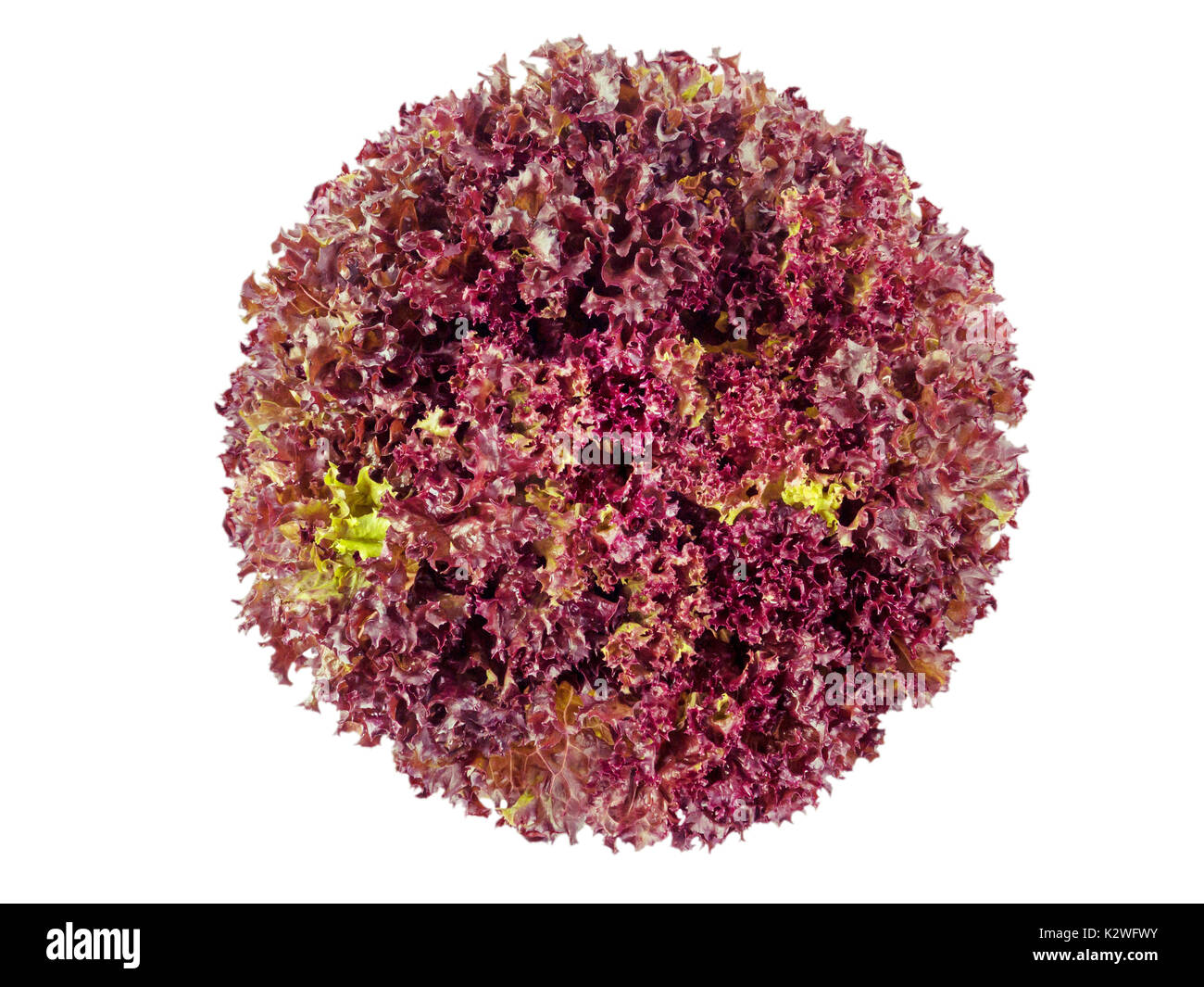 Lollo Rosso coral lettuce salad head top view isolated on white Stock ...