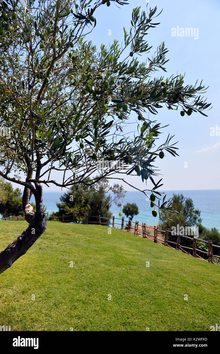 Coastline of Nea Moudania, Greece Stock Photo - Alamy