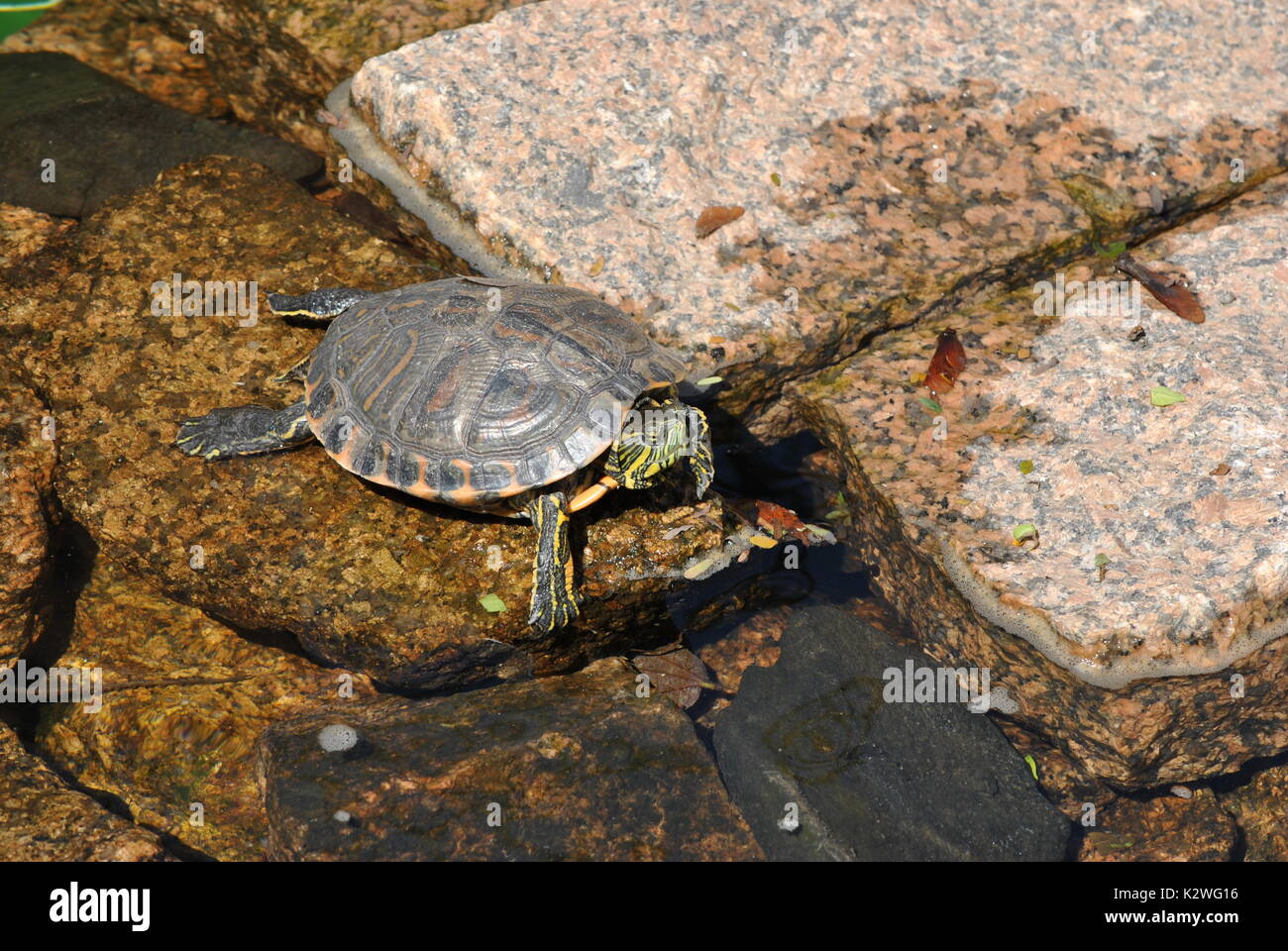 The watcher cat hi-res stock photography and images - Alamy
