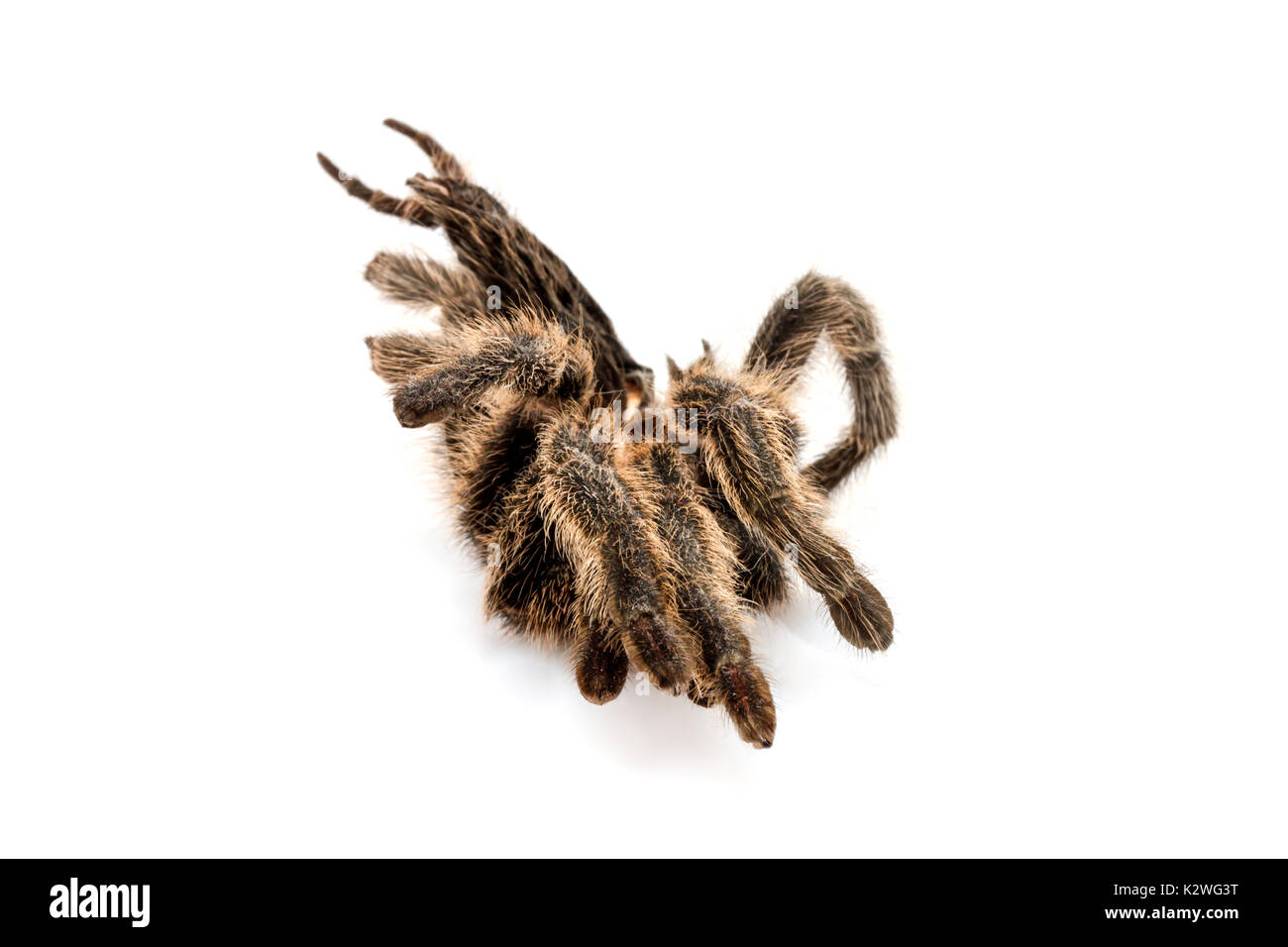 the dried cover of a bird spider (tarantula), which has skinned itself ...