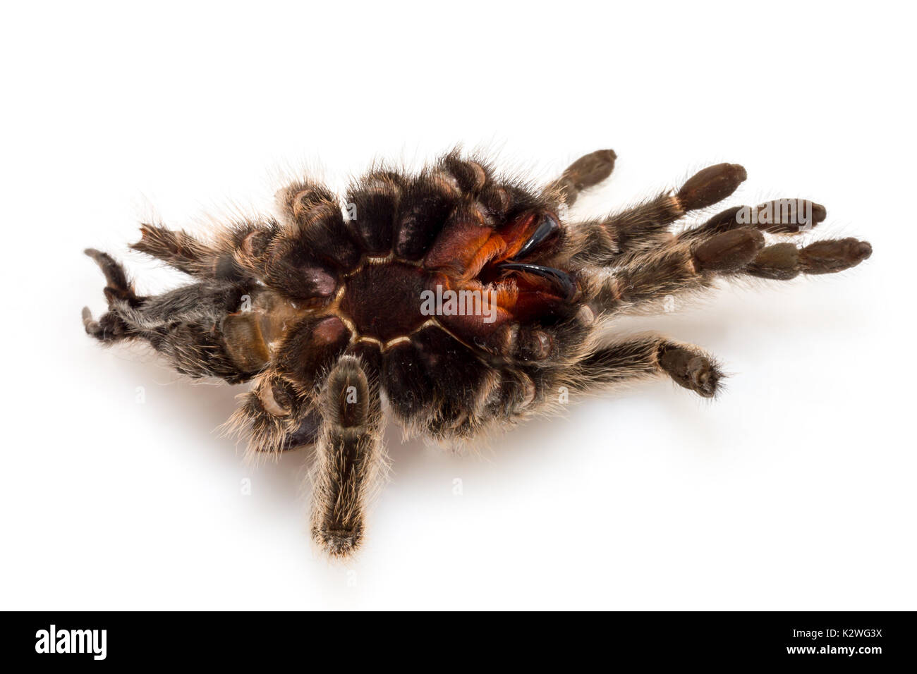 Dead bird australia Cut Out Stock Images & Pictures - Alamy