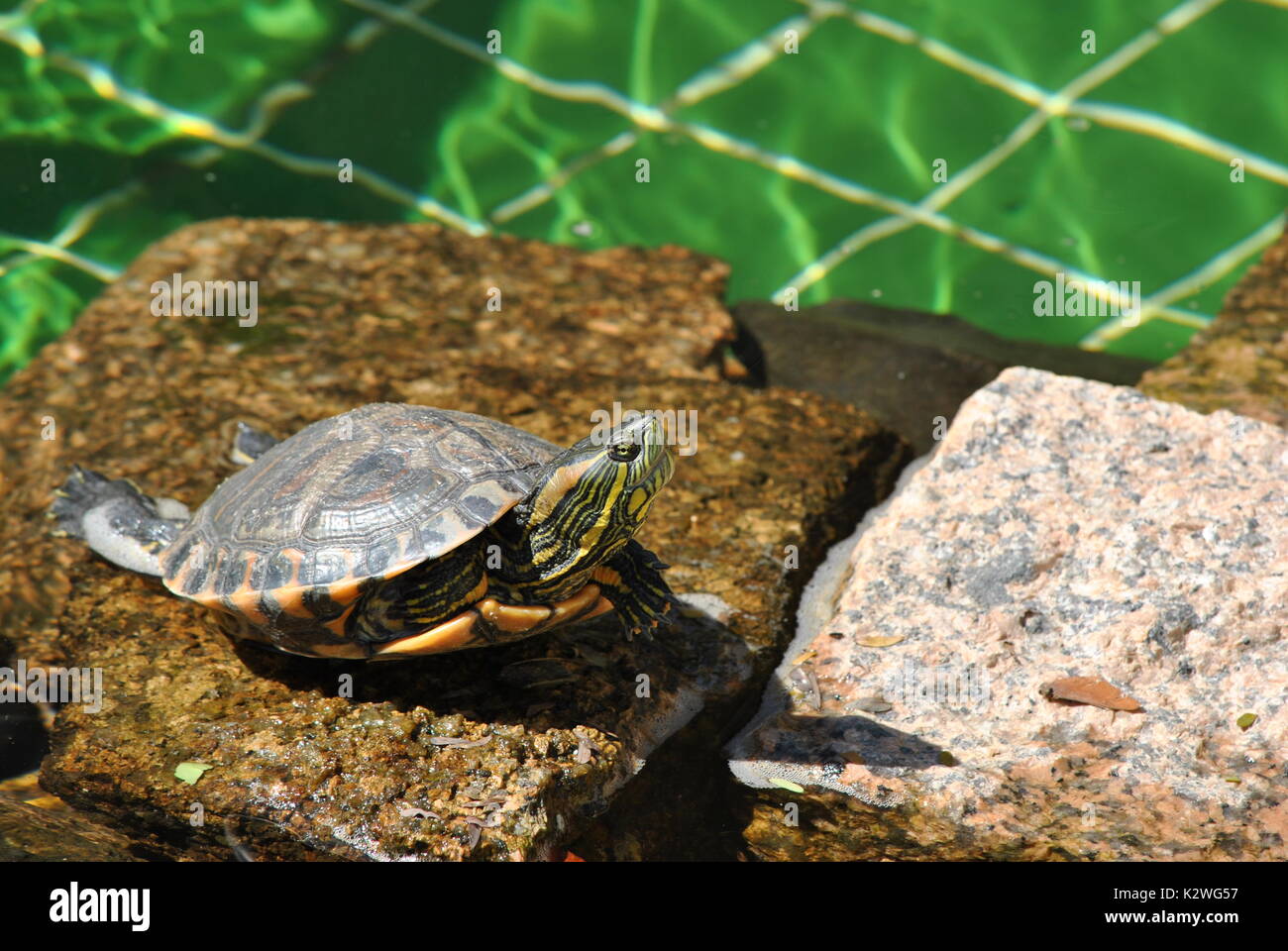 the little turtle Stock Photo - Alamy