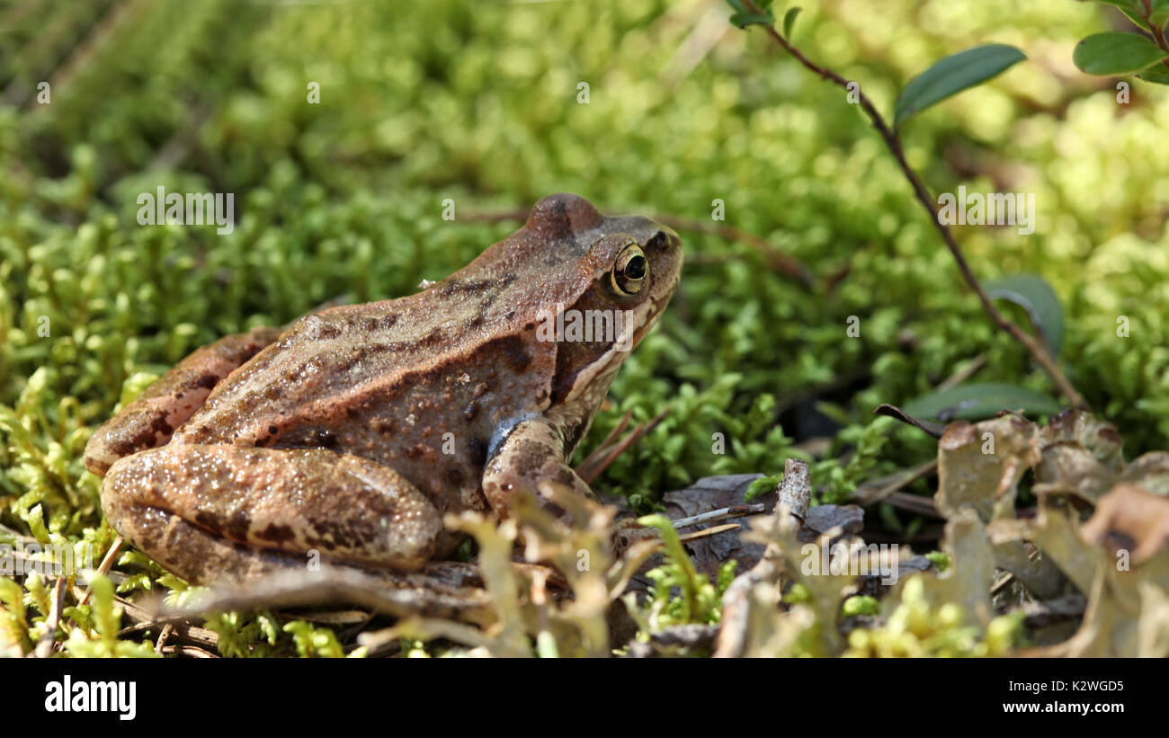 toad sitting in the grass Stock Photo - Alamy