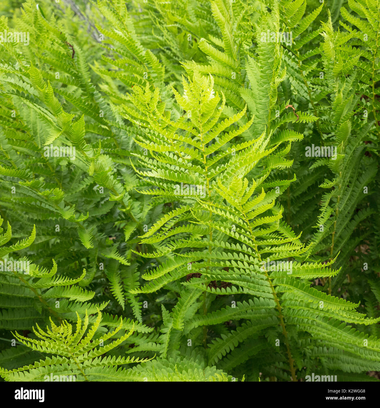 Field of fresh young ferns growing wild in New Brunswick, Canada Stock ...