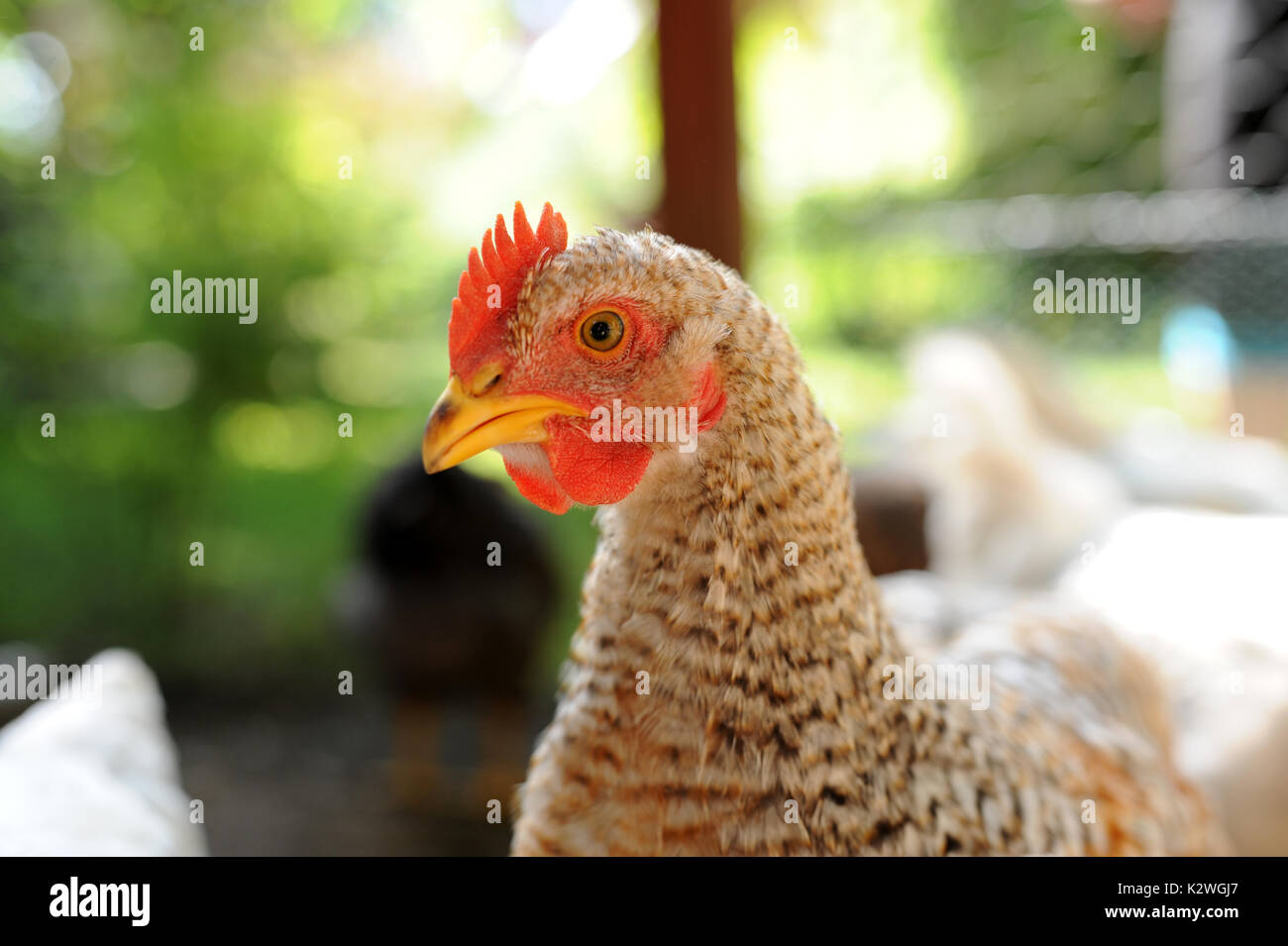 Livestock mass hi-res stock photography and images - Alamy