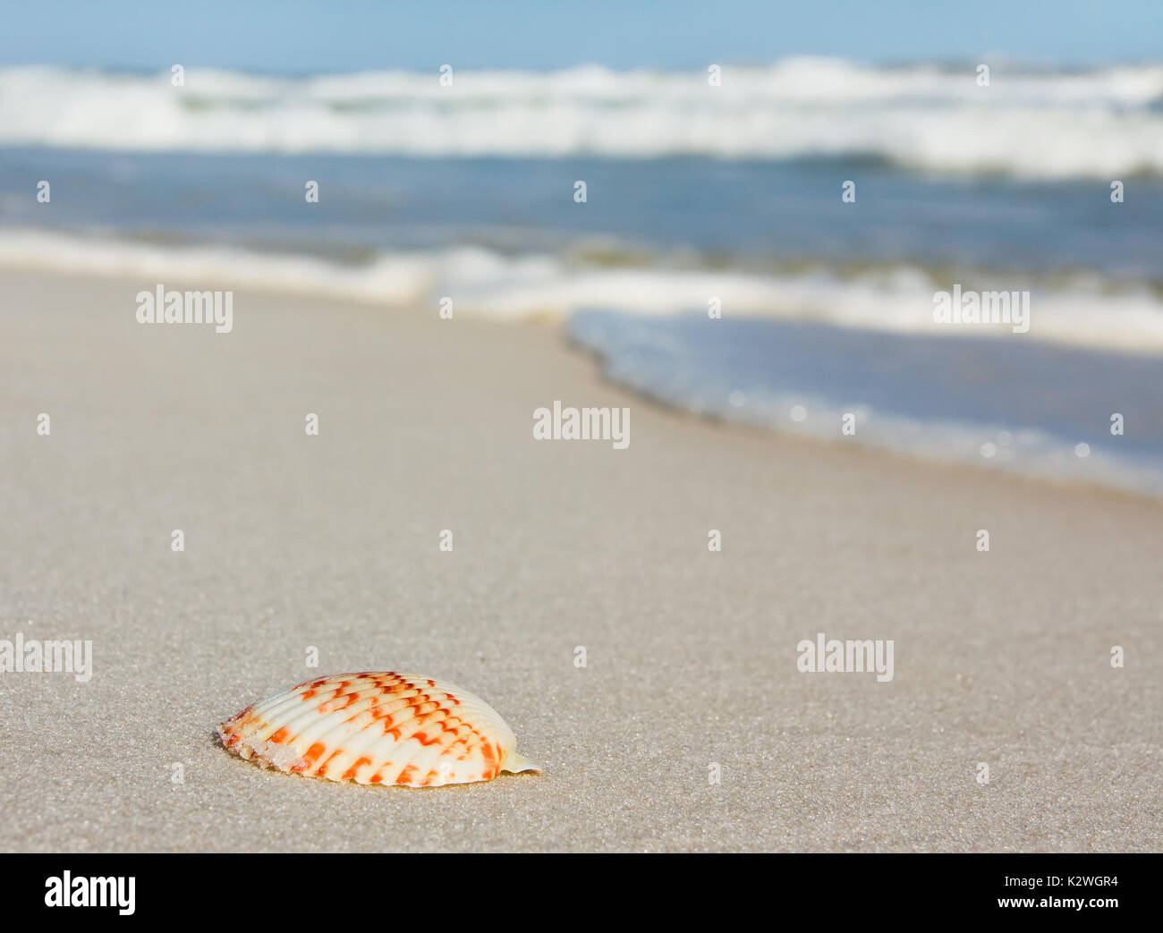 Seashell on the beach Stock Photo - Alamy
