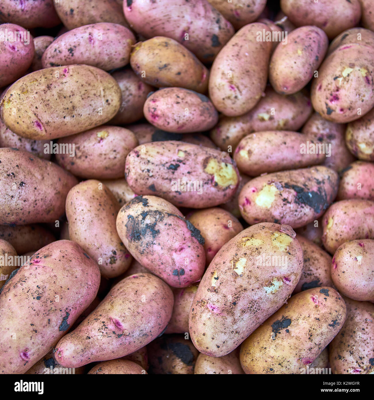 Fresh organic potato. potatoes texture Stock Photo - Alamy