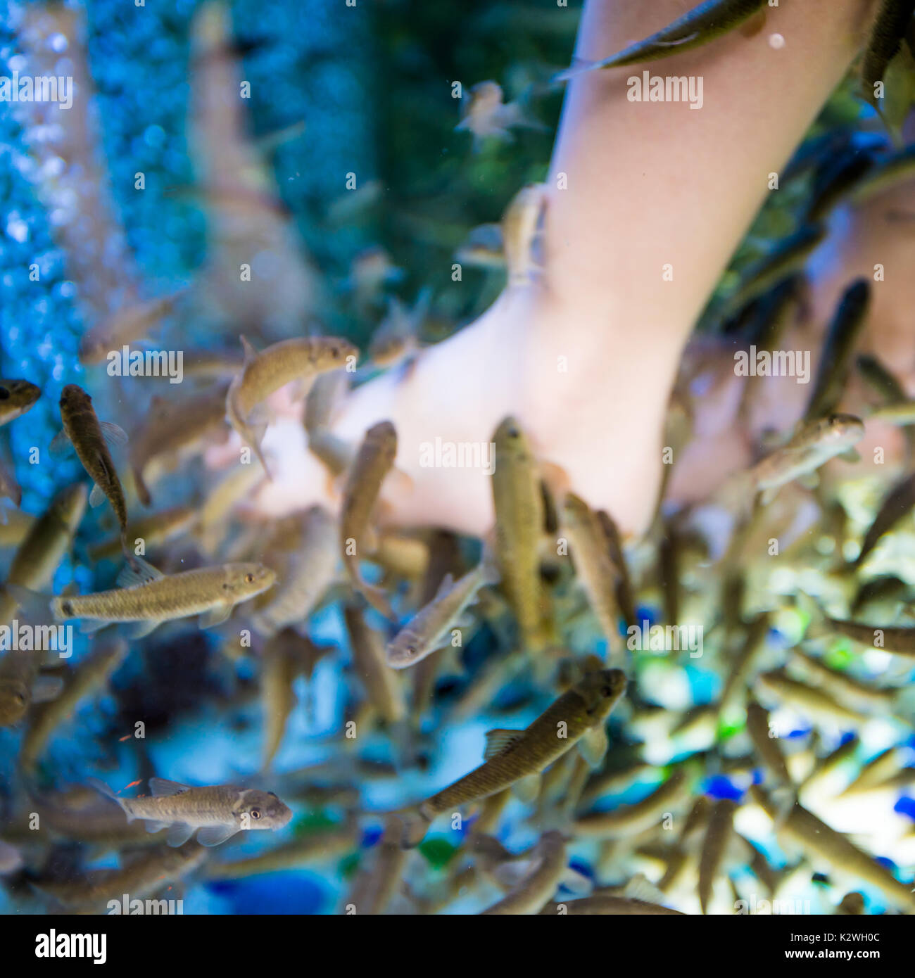 Fish spa feet pedicure. Fish Spa Skin Therapy Stock Photo - Alamy