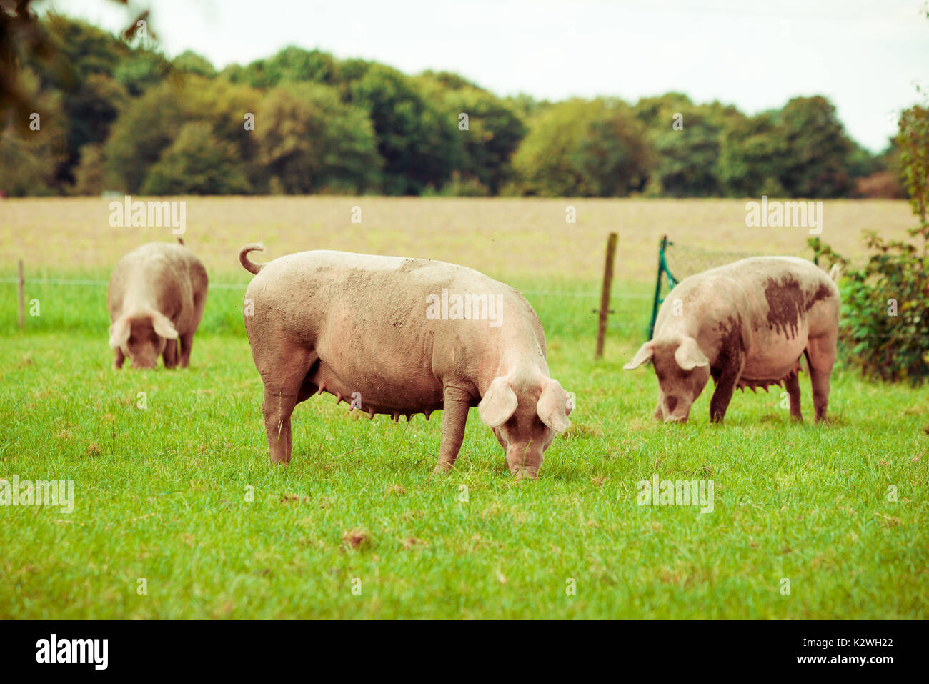 Pig farm. pigs in field. Healthy pig on meadow Stock Photo - Alamy