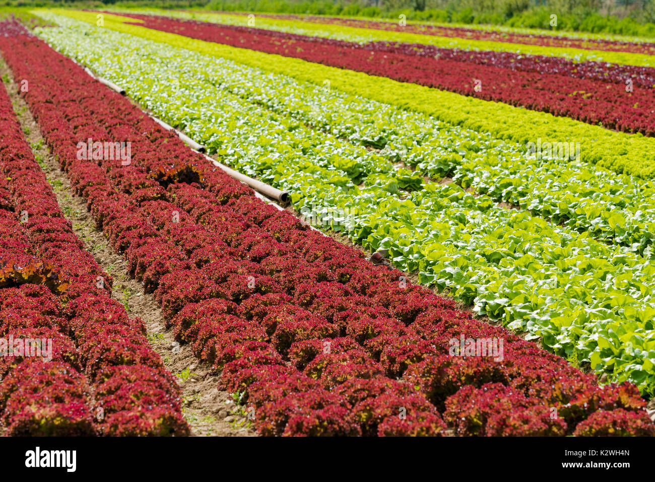 Organic Salad On Farm. Field of lettuce. field of fresh and tasty salad ...