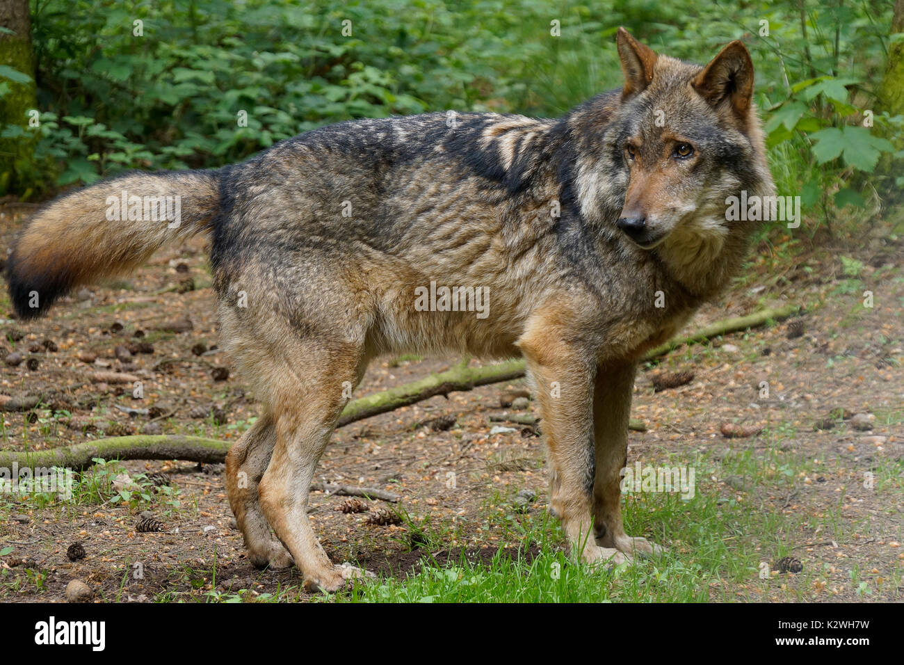Wolfling hi-res stock photography and images - Alamy