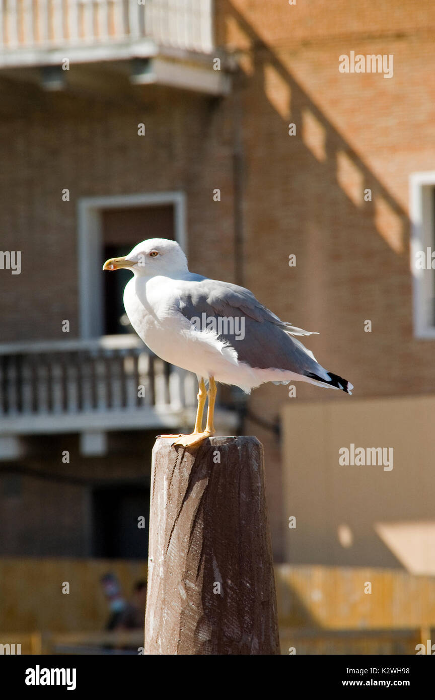 Seagull in Venice Stock Photo - Alamy