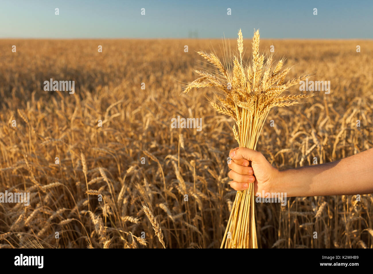 wealth, botany, planting concept. in the tough hand of caucasian male ...