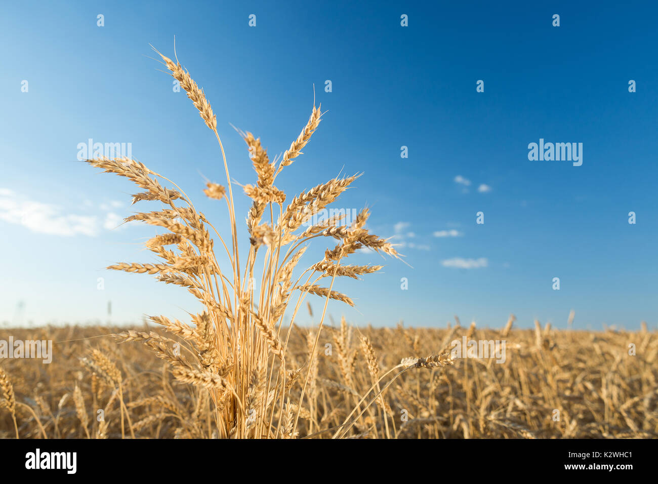 freedom, planting, culture concept. close up of golden straws shining ...