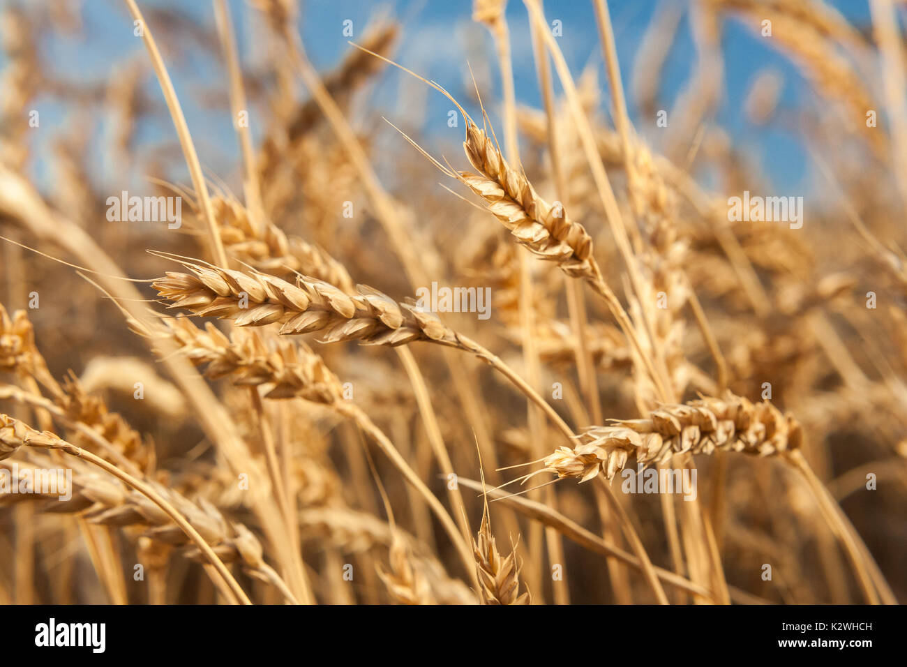 countryside, wildlife, agriculture concept. close up of mellow royal ...