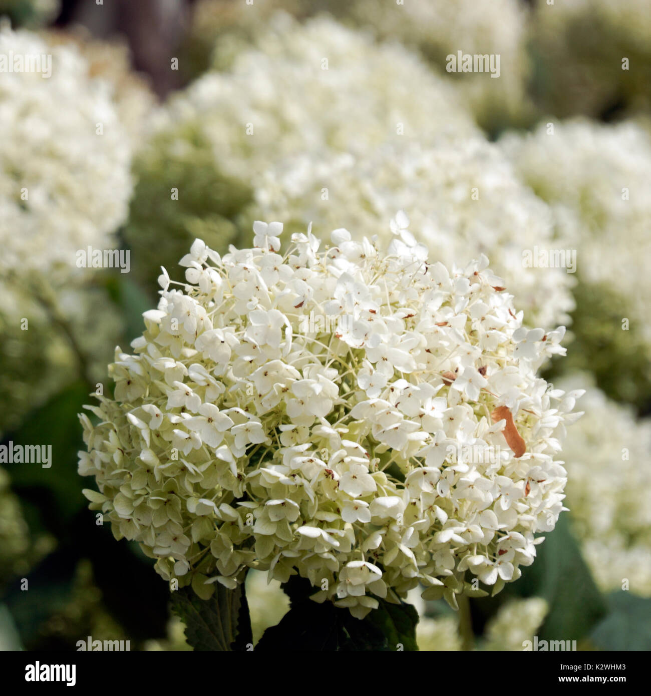 Pure white hydrangea hi-res stock photography and images - Alamy