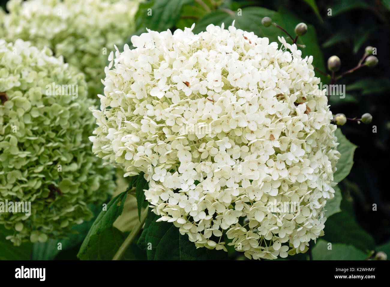 Pure white hydrangea hi-res stock photography and images - Alamy