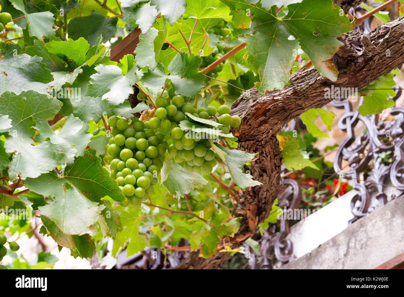 Green grapes growing on a balcony. Mediterranean atmosphere Stock Photo ...