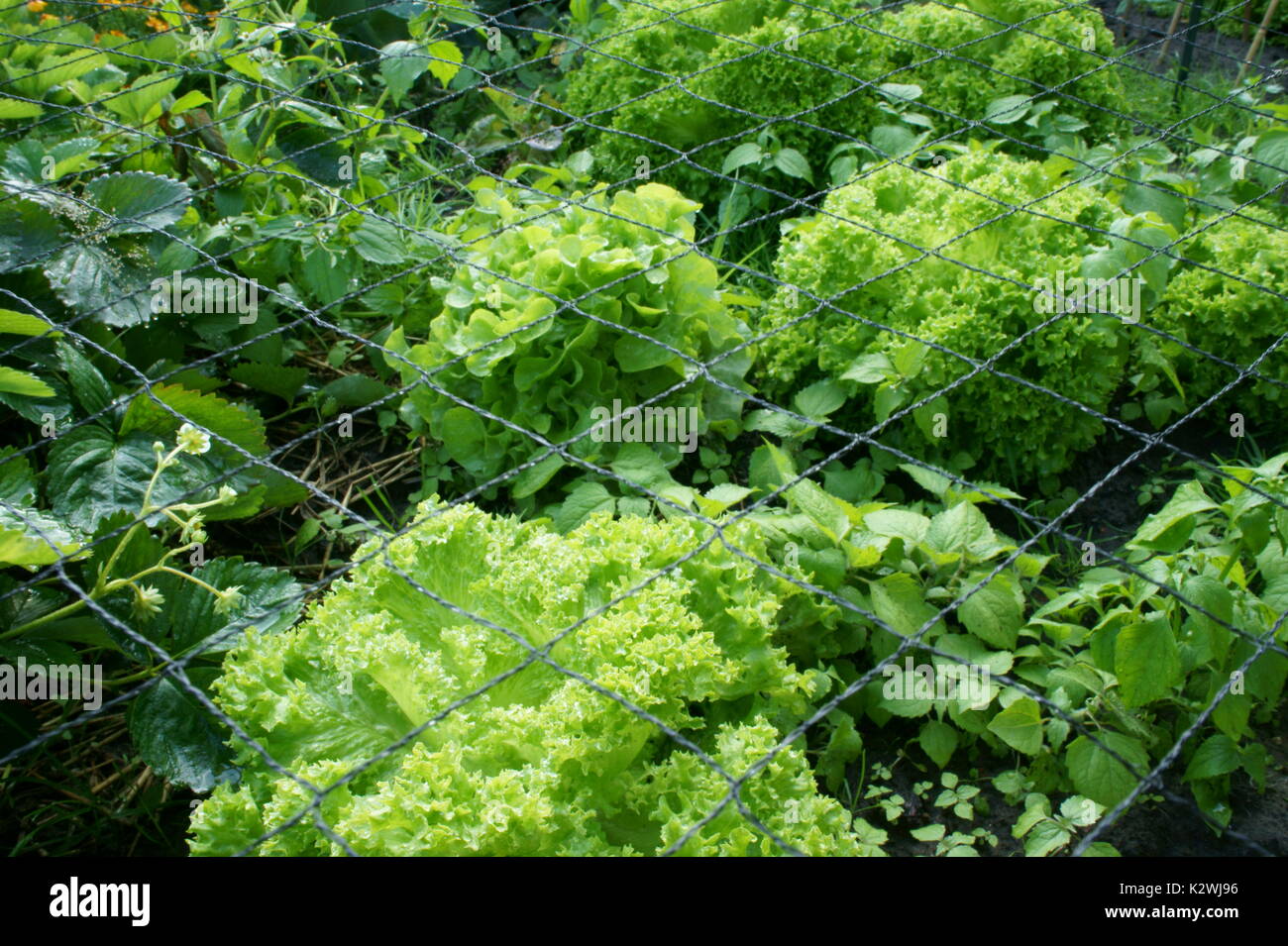 Vegetable garden with net Stock Photo - Alamy