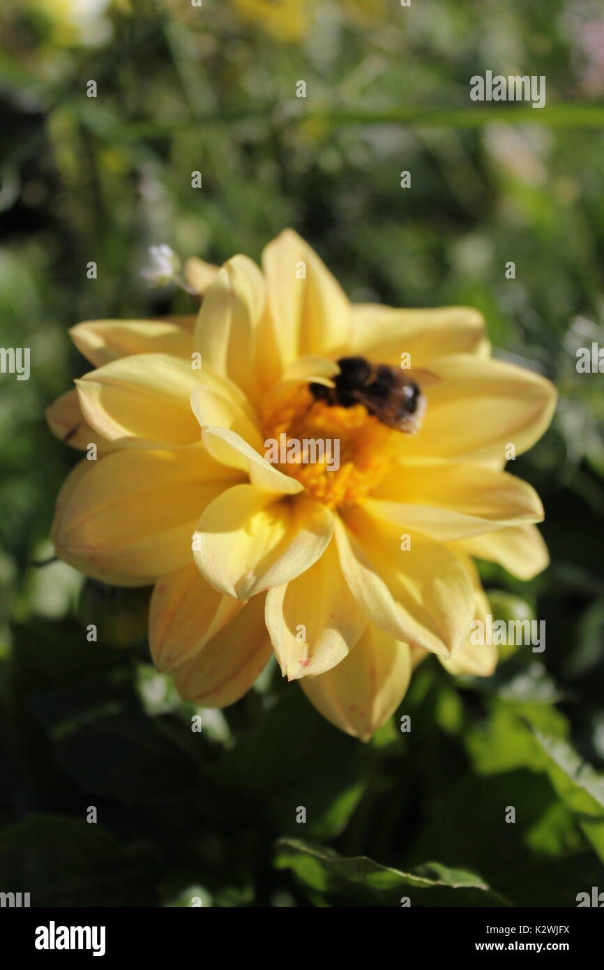 Summer bumblebee and yellow flower in green garden Stock Photo - Alamy