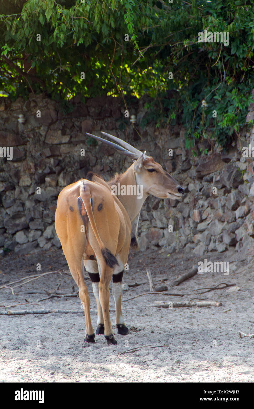 The common eland, also known as the southern eland or eland antelope ...