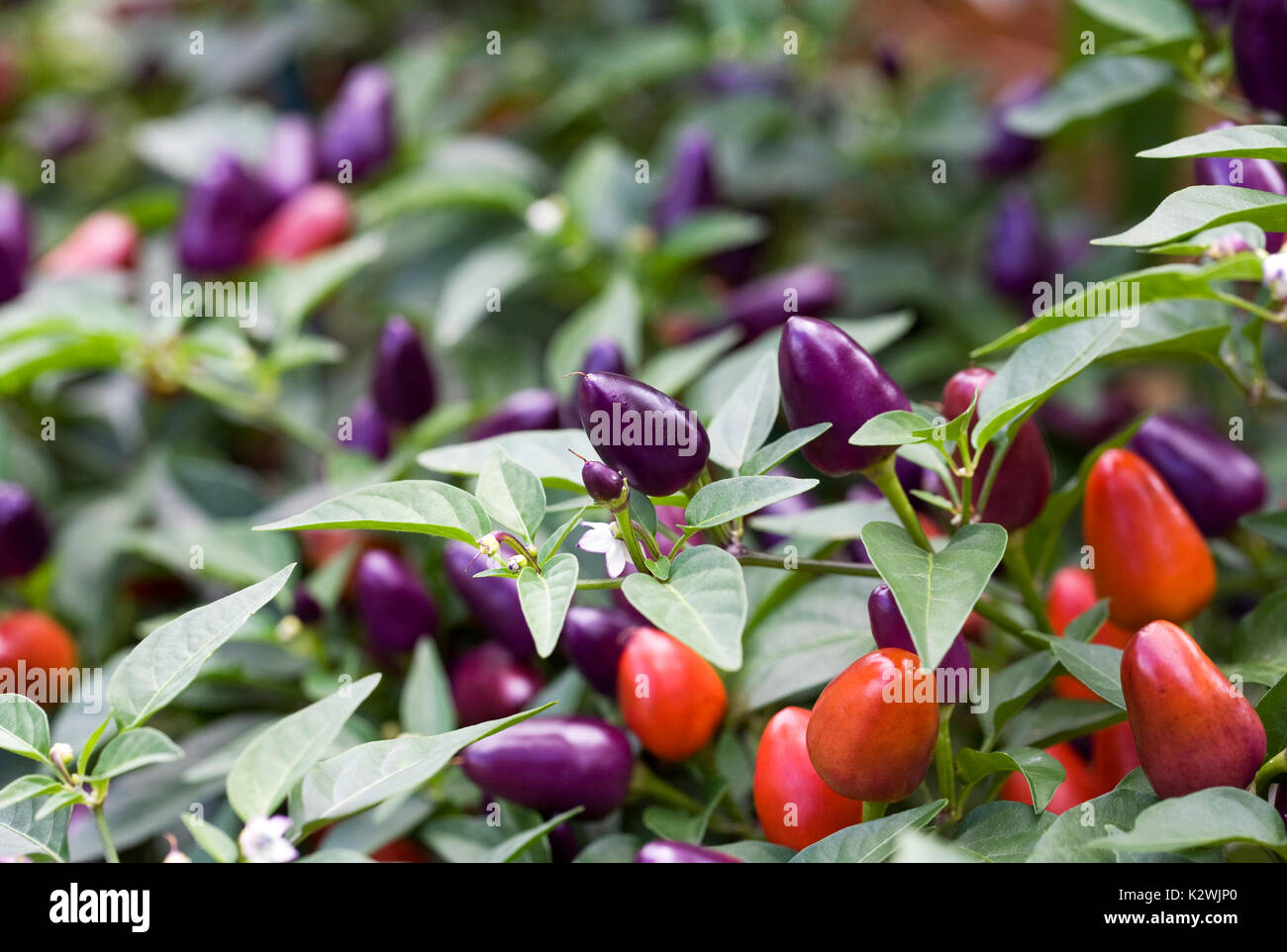 Capsicum annuum plants hi-res stock photography and images - Alamy