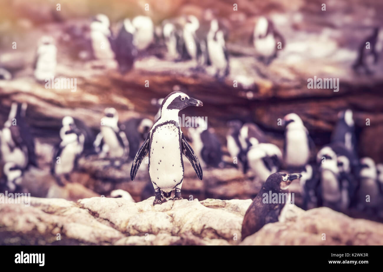 Big family of penguins, many cute little animals on the rocks ...