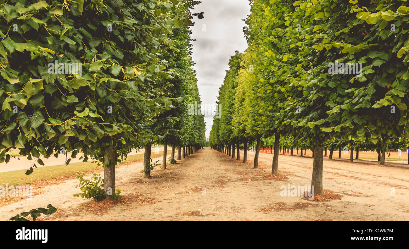Alignment of trees in a French garden near Paris, France Stock Photo ...