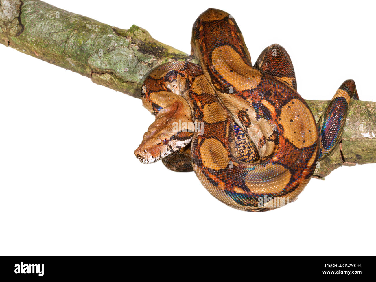 Emperor boa (Boa constrictor imperator) hanging in a tree, isolated on ...