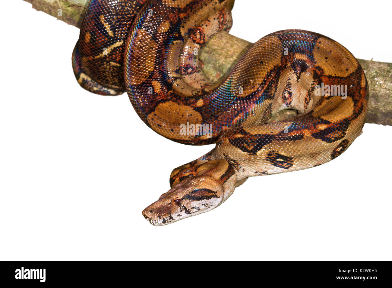 Emperor Boa (Boa constrictor imperator) hanging in a tree, isolated on ...