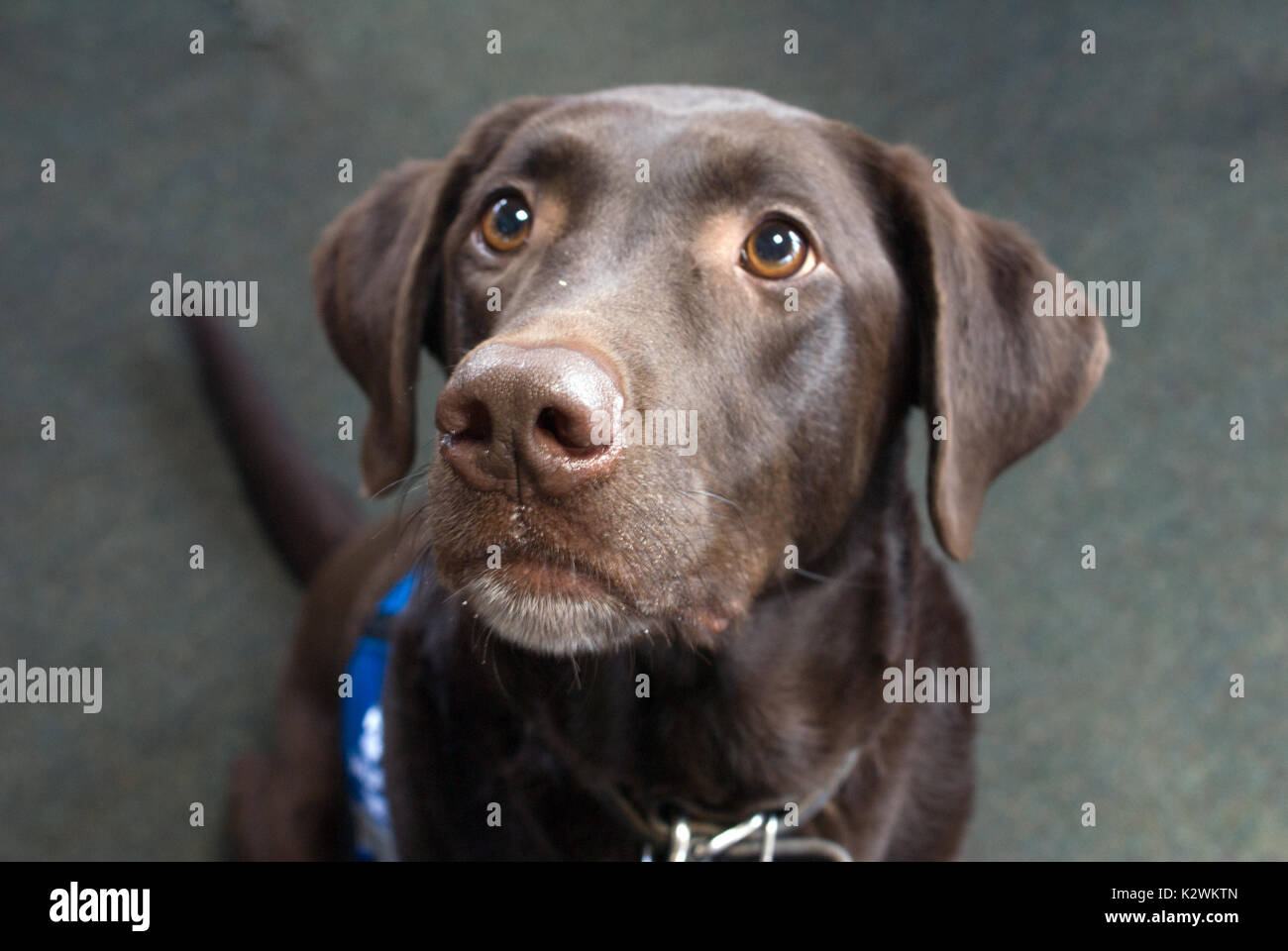 Grown Chocolate Lab With Blue Eyes