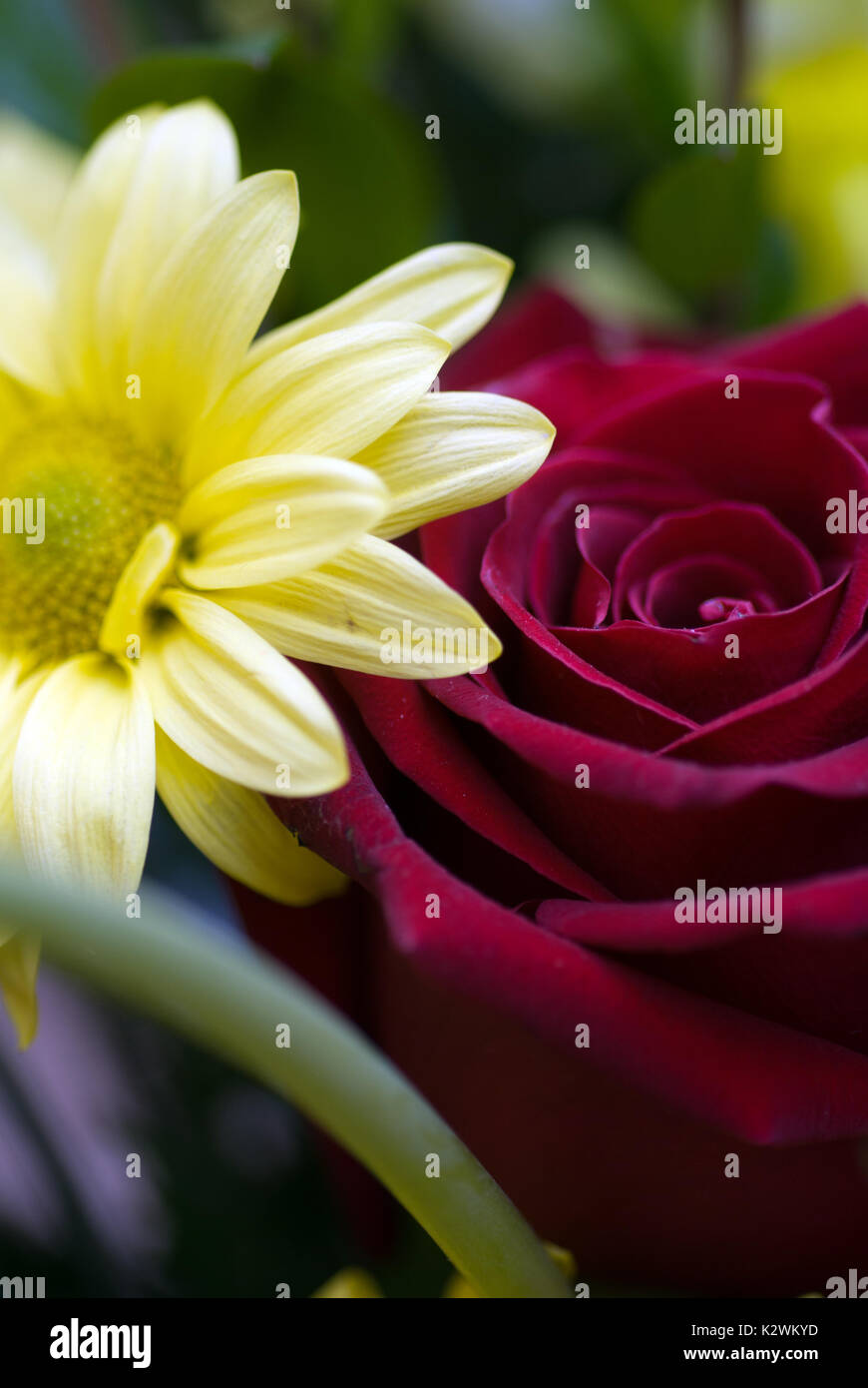 Growing red rose different hi-res stock photography and images - Alamy