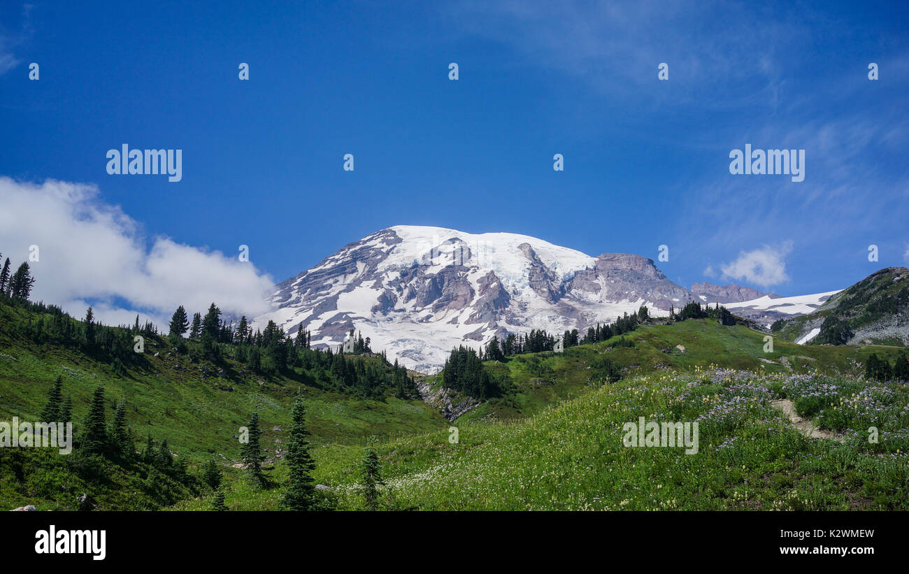 This is the picture of Mount Rainier in the in summer with blue sky ...