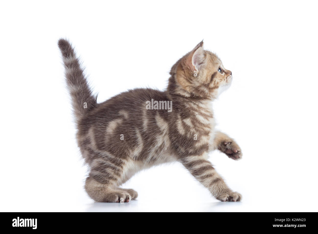 Scottish cat kitten profile side view Stock Photo - Alamy