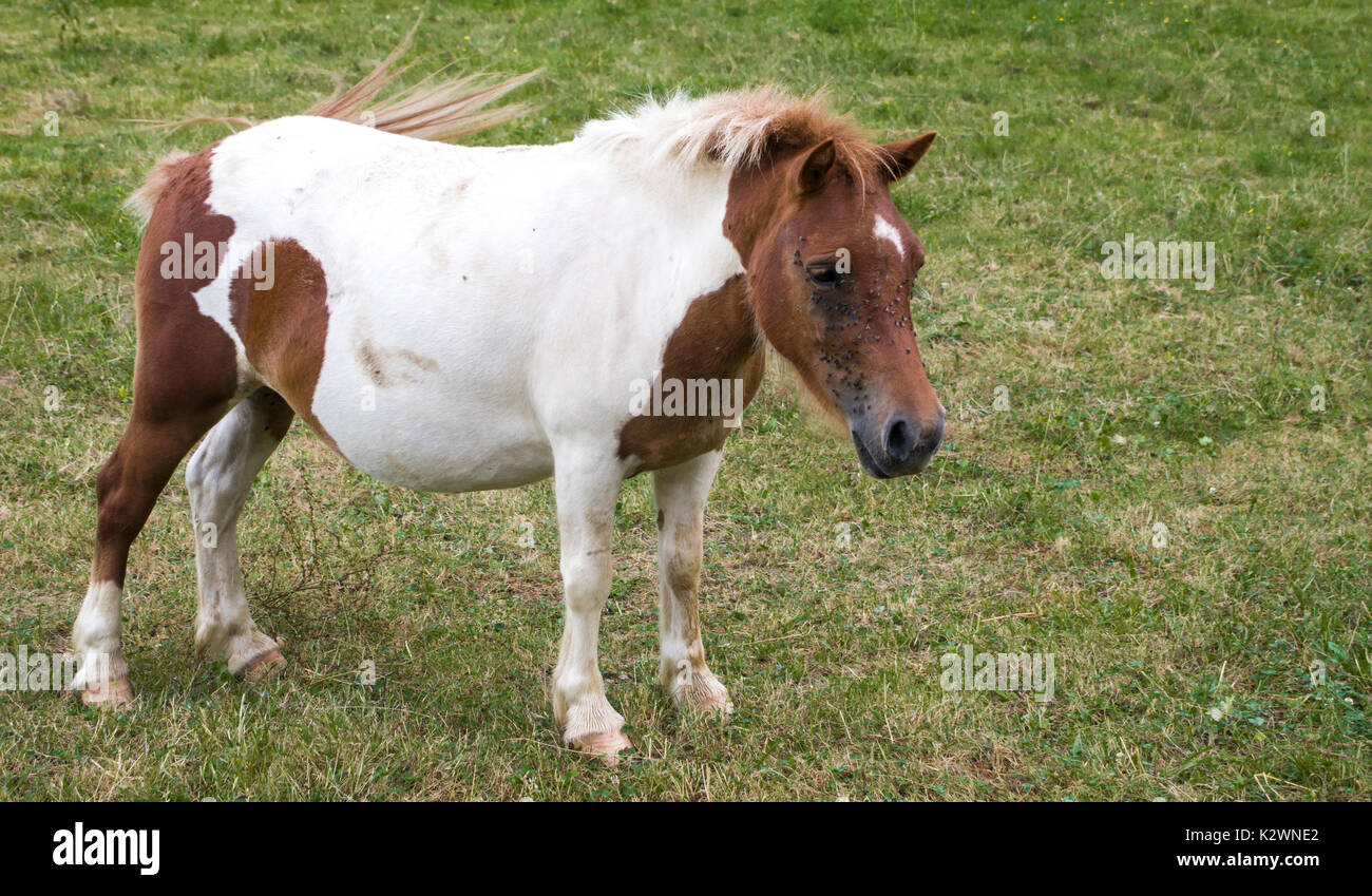 Basque pony hi-res stock photography and images - Alamy